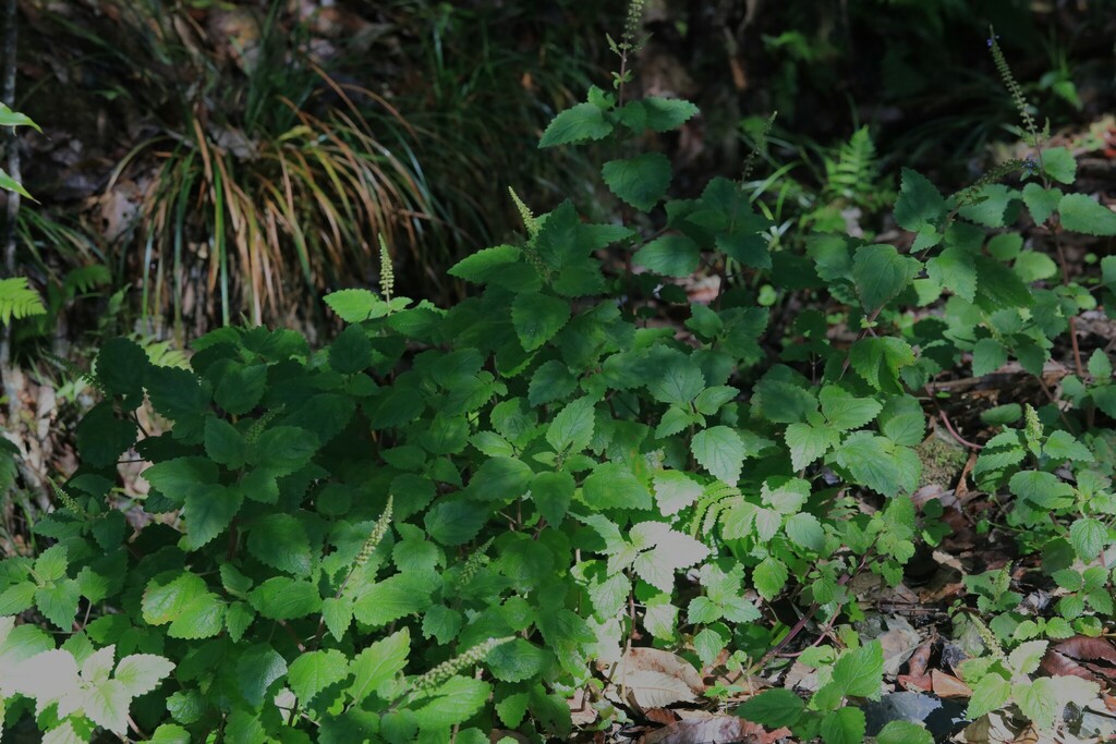 little spurflower from Upper Orara NSW 2450, Australia on November 27 ...