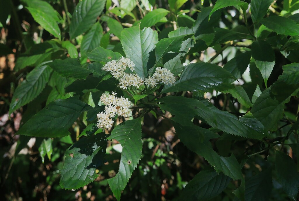 Native Hydrangea from Upper Orara NSW 2450, Australia on November 27 ...