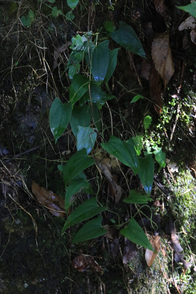 Common Yam Vine from Upper Orara NSW 2450, Australia on November 27, 2023 at 08:47 AM by Adrian ...