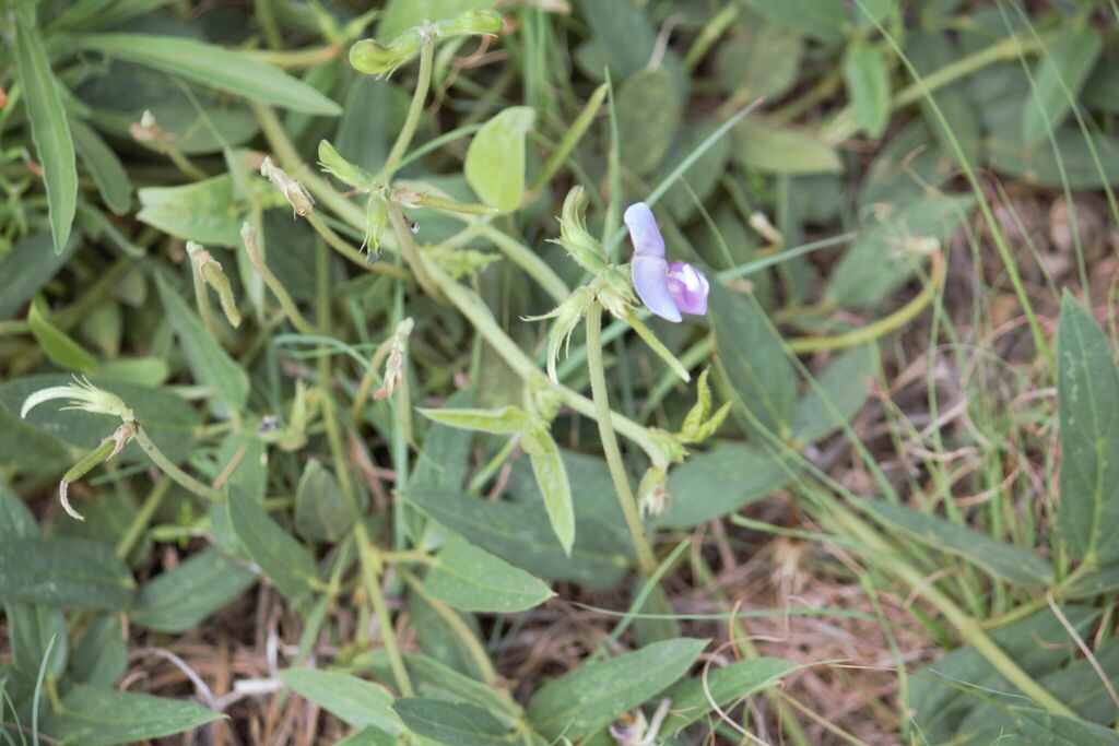 Vigna unguiculata dekindtiana from West Rand District Municipality ...