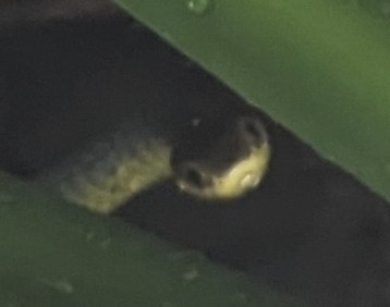Common Tree Snake from Strathdickie QLD 4800, Australia on December 1 ...