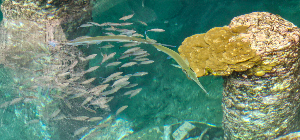 Houndfish in November 2023 by grinnin. The spineless needlefish with a ...