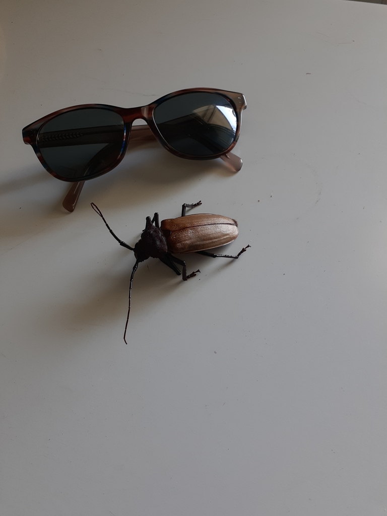 Longhorn Beetles from Wynnum West QLD 4178, Australia on December 1 ...