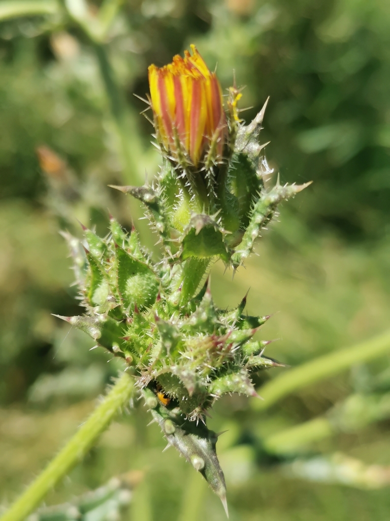 Weed African Thistle from Theewaterskloof Local Municipality, South ...