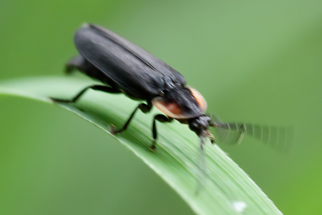 Black Firefly from Golden Valley, MN, USA on June 19, 2020 at 07:11 PM ...