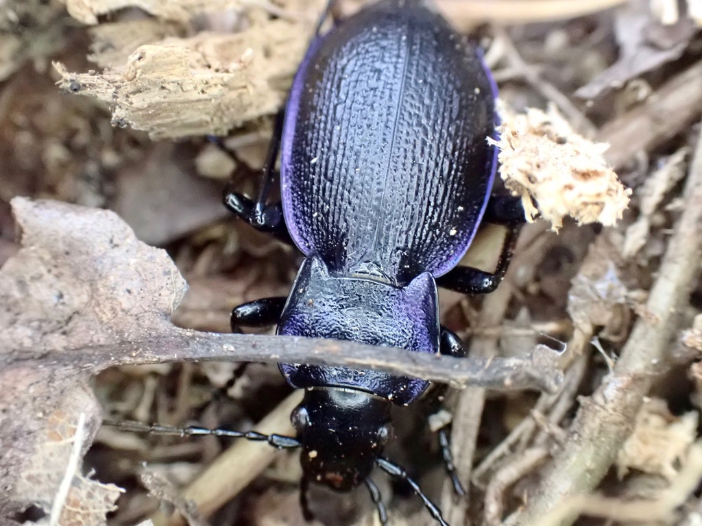 Rough Violet Ground Beetle from 76327 Pfinztal, Deutschland on October ...