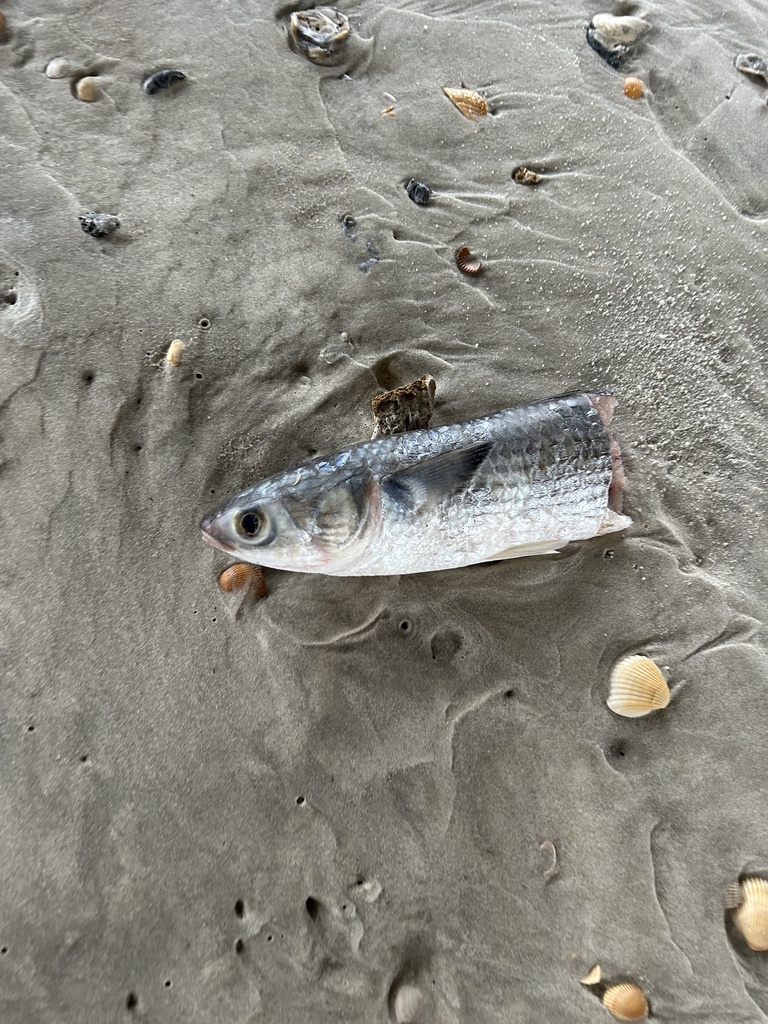 Sea Mullet from North Atlantic Ocean, FL, US on November 24, 2023 at 07 ...