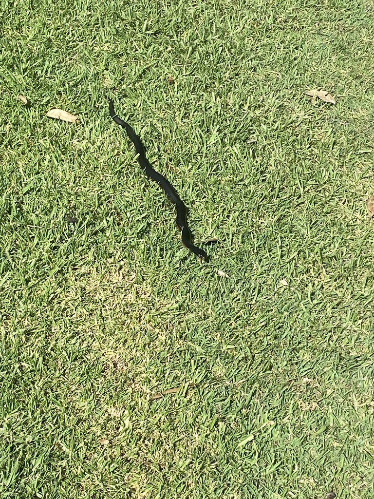 Red-bellied Black Snake from Yamba NSW 2464, Australia on November 26 ...