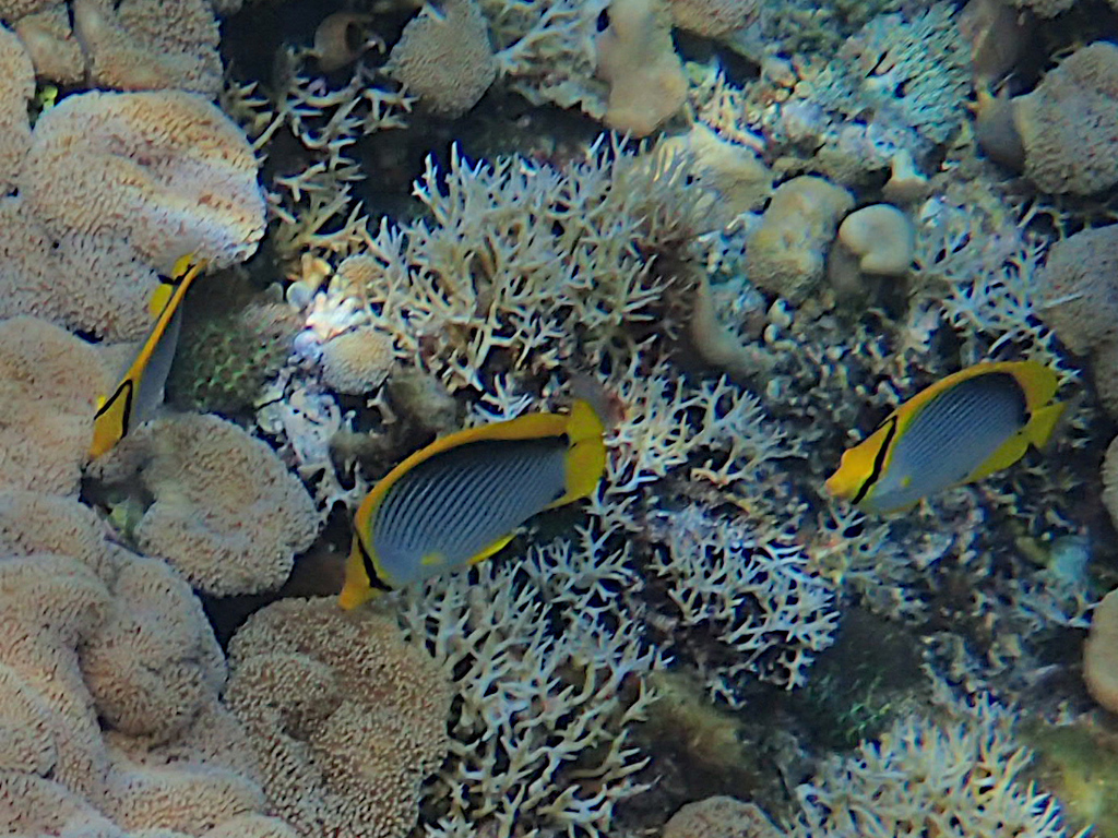 Blackback Butterflyfish from Mansuar Is, Raja Ampat Regency, West Papua ...