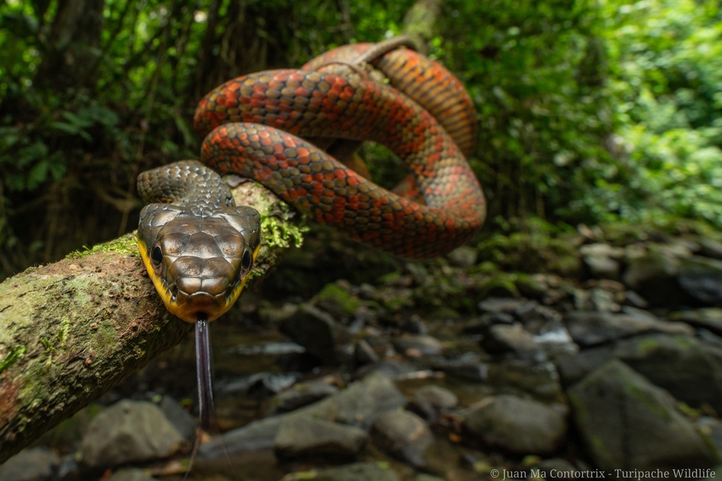 Puffing Snake in September 2023 by Juan Ma Contortrix · iNaturalist