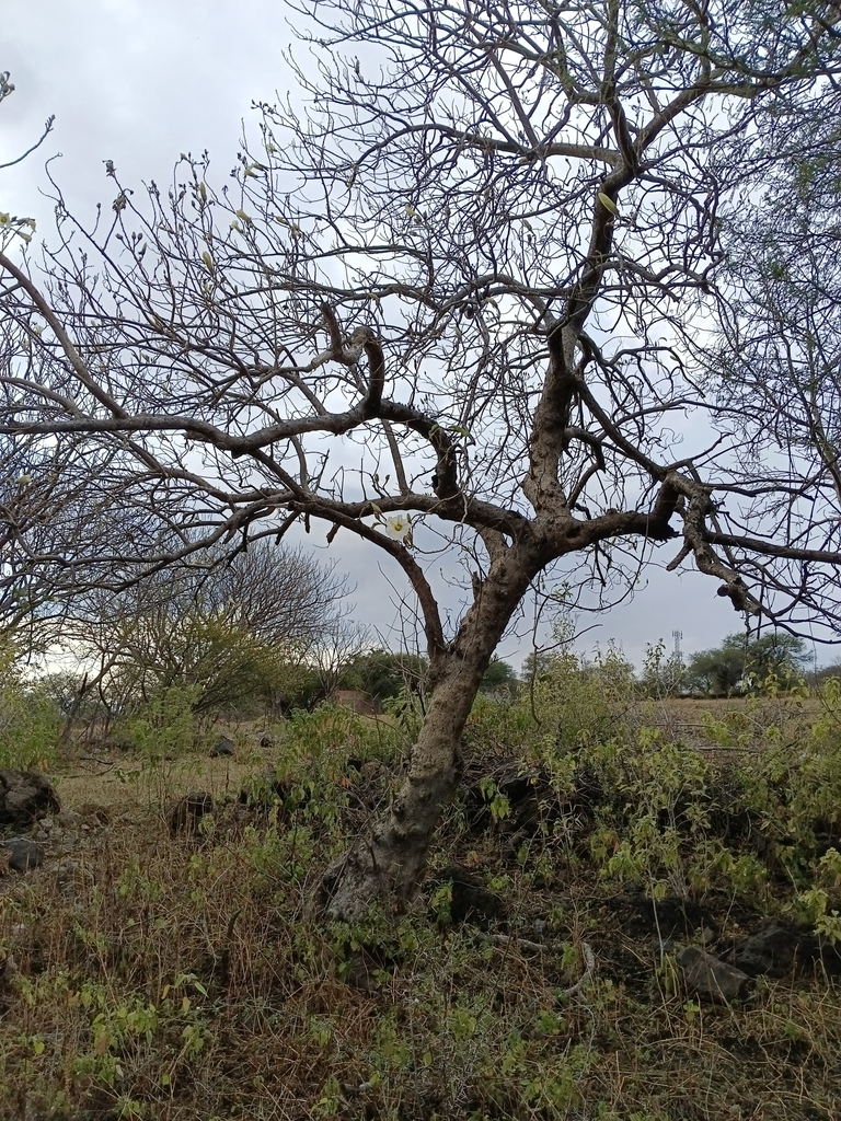 Ipomoea murucoides from 38911 Gto., México on November 30, 2023 at 04: ...