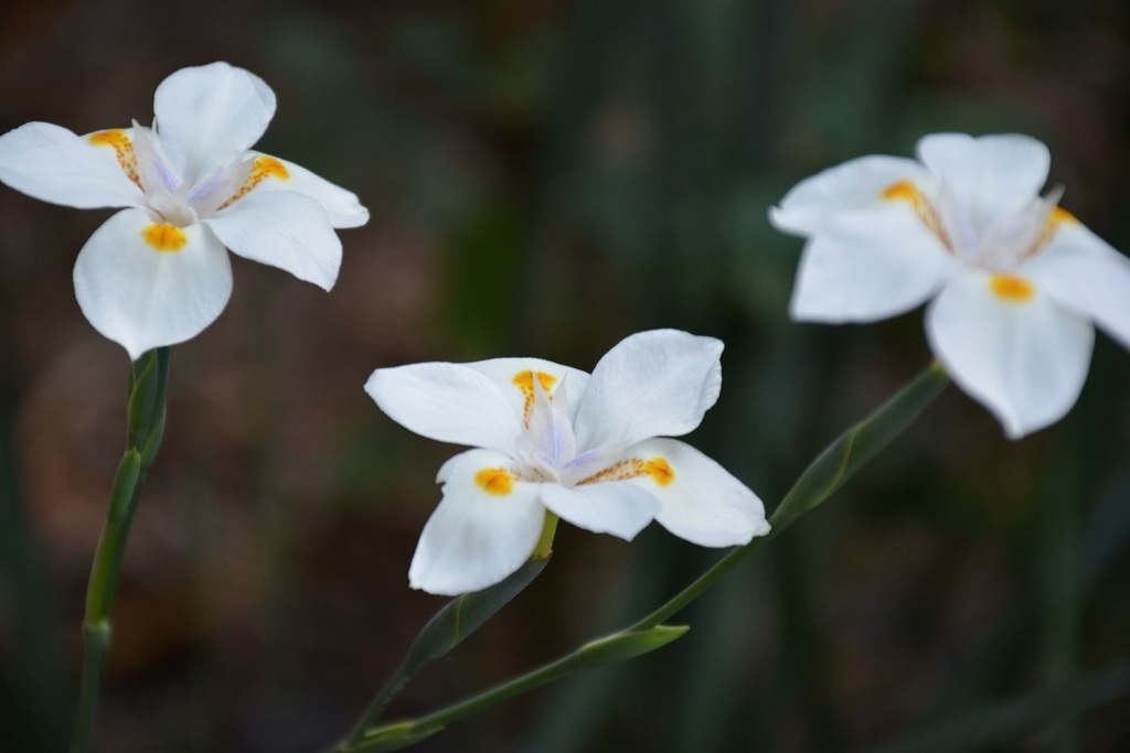 Fortnight Lilies (Dietes) - Botanical Realm