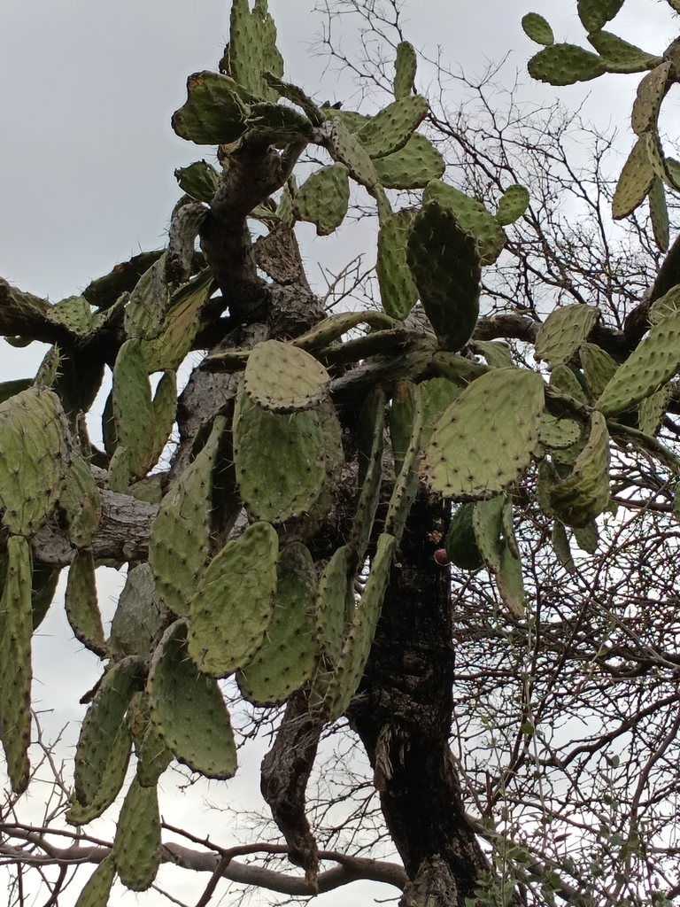 Opuntia lasiacantha from 38911 Gto., México on November 30, 2023 at 04: ...