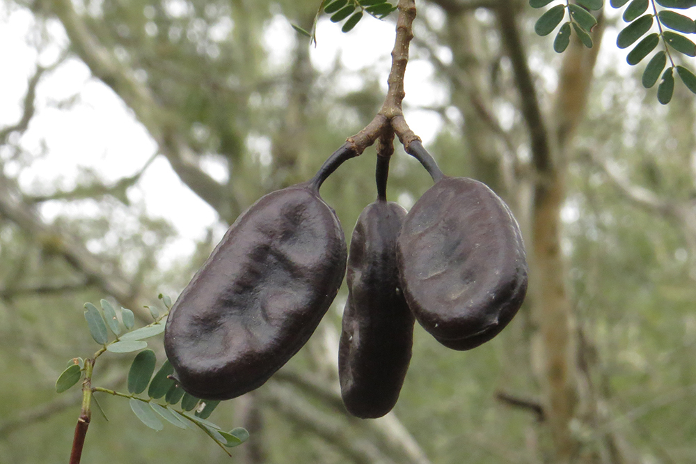 Libidibia paraguariensis in September 2023 by Martin Arregui · iNaturalist