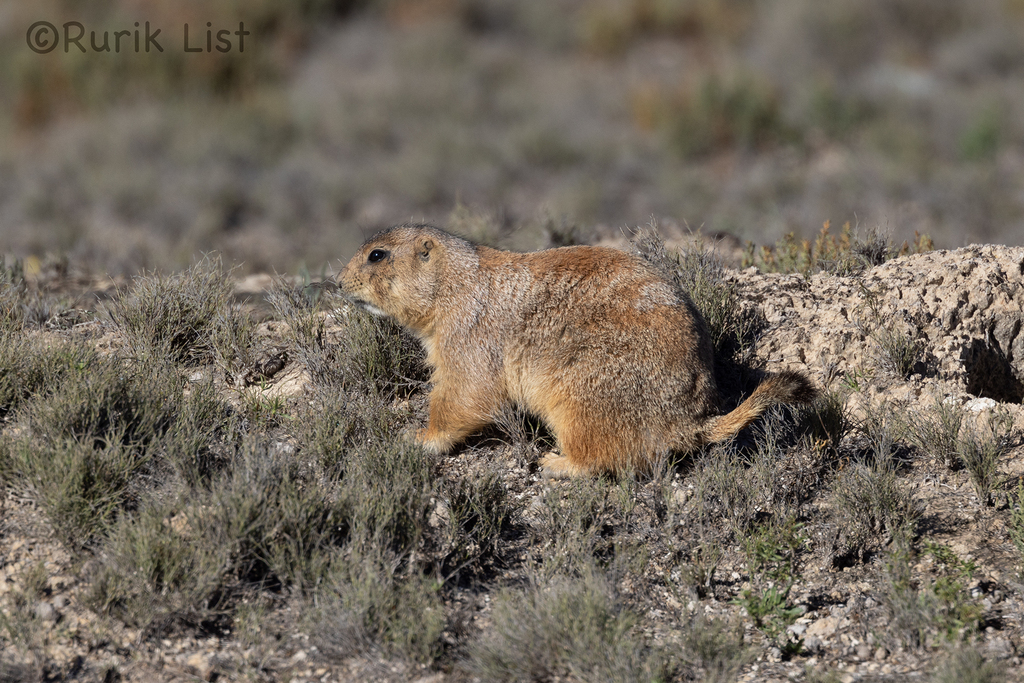 Mexican Prairie Dog from 67870 San José de Raíces, N.L., México on ...