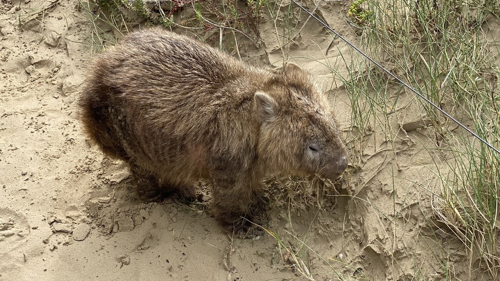 Bare-nosed Wombat from Wilsons Promontory National Park, Tidal River ...