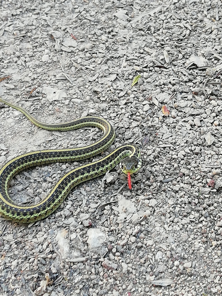 Mexican Garter Snake from La Presa, 47300 Yahualica de González Gallo ...