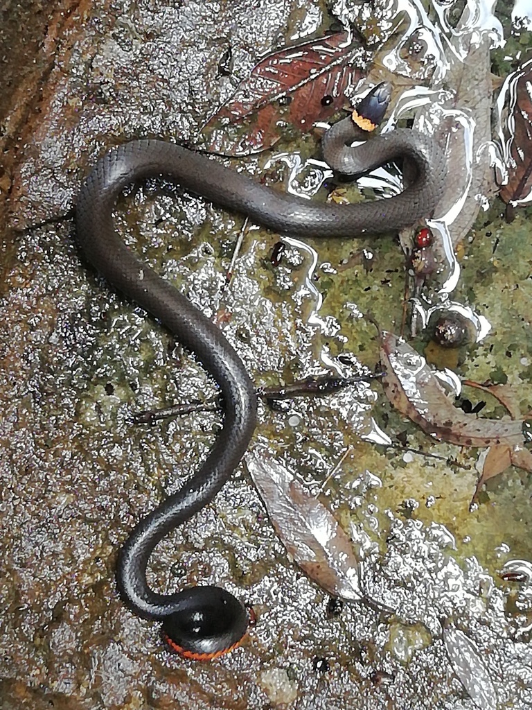 ring-necked snake from Yahualica de González Gallo, Jal., México on ...