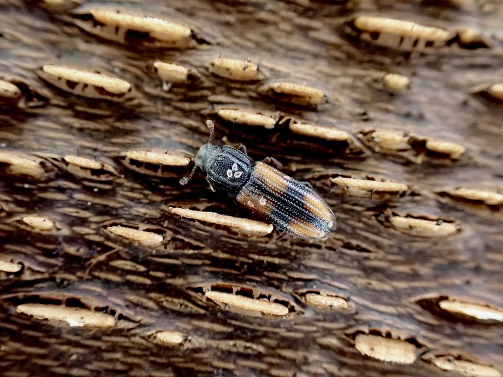 Crenate Cylindrical Bark Beetle from 75045 Walzbachtal, Deutschland on ...