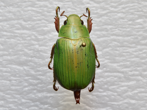 Chrysina dianae · iNaturalist