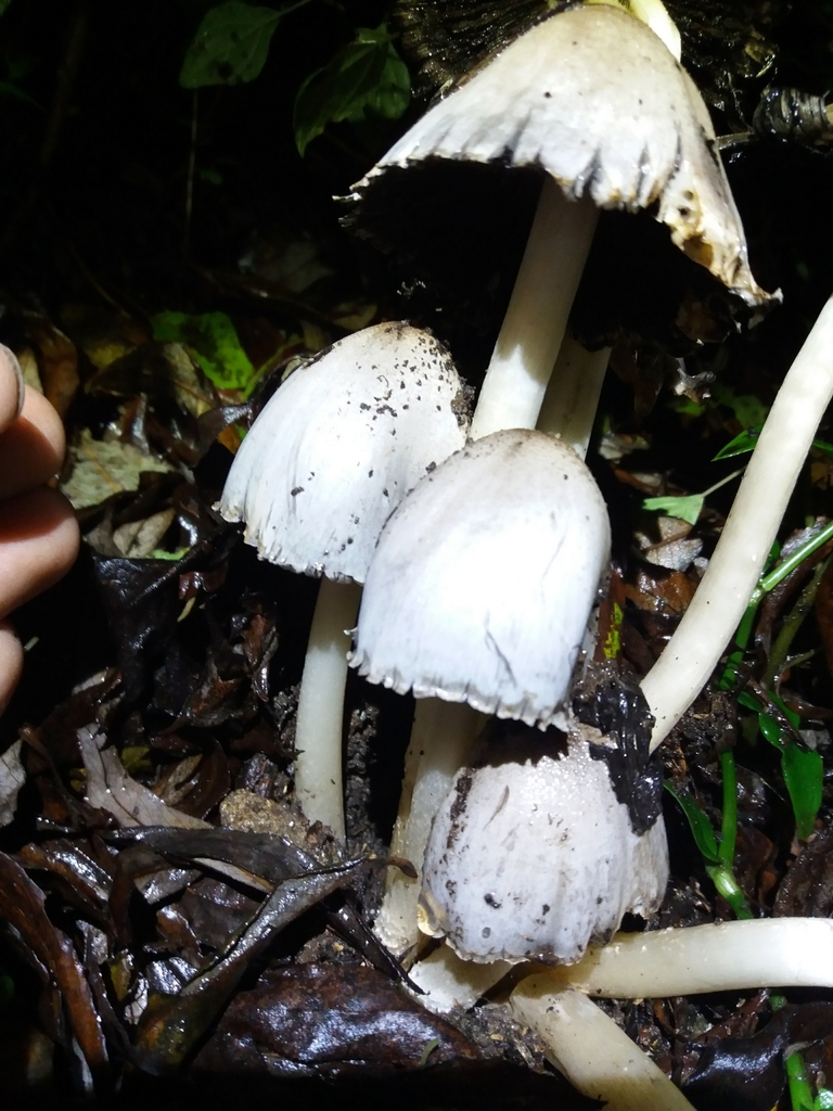 Common Ink Cap from 4405-685 Vila Nova de Gaia, Portugal on November 30 ...