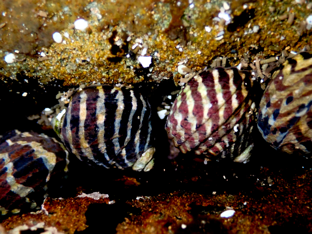 Zebra Top Snail from Bateau Bay Beach, NSW, Australia on December 1 ...