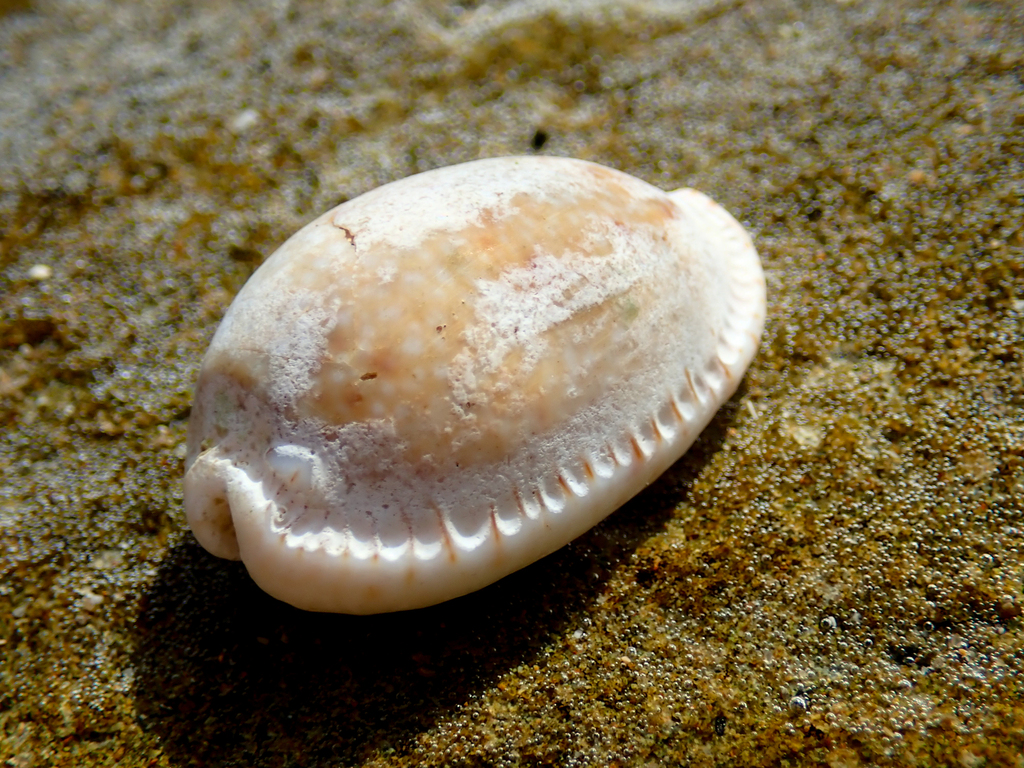 Eroded Cowry from Bateau Bay Beach, NSW, Australia on December 1, 2023 ...