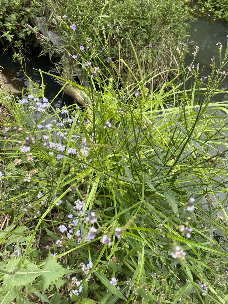 Common vervain from Roseglen Street Park, Greenslopes, QLD, AU on ...
