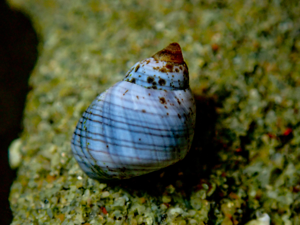 Little Blue Periwinkle from Bateau Bay Beach, NSW, Australia on ...