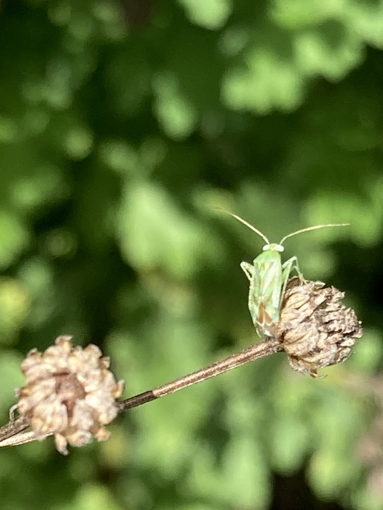 Broken-backed Bug from Burraneer Rd, Coomba Park, NSW, AU on December 1 ...