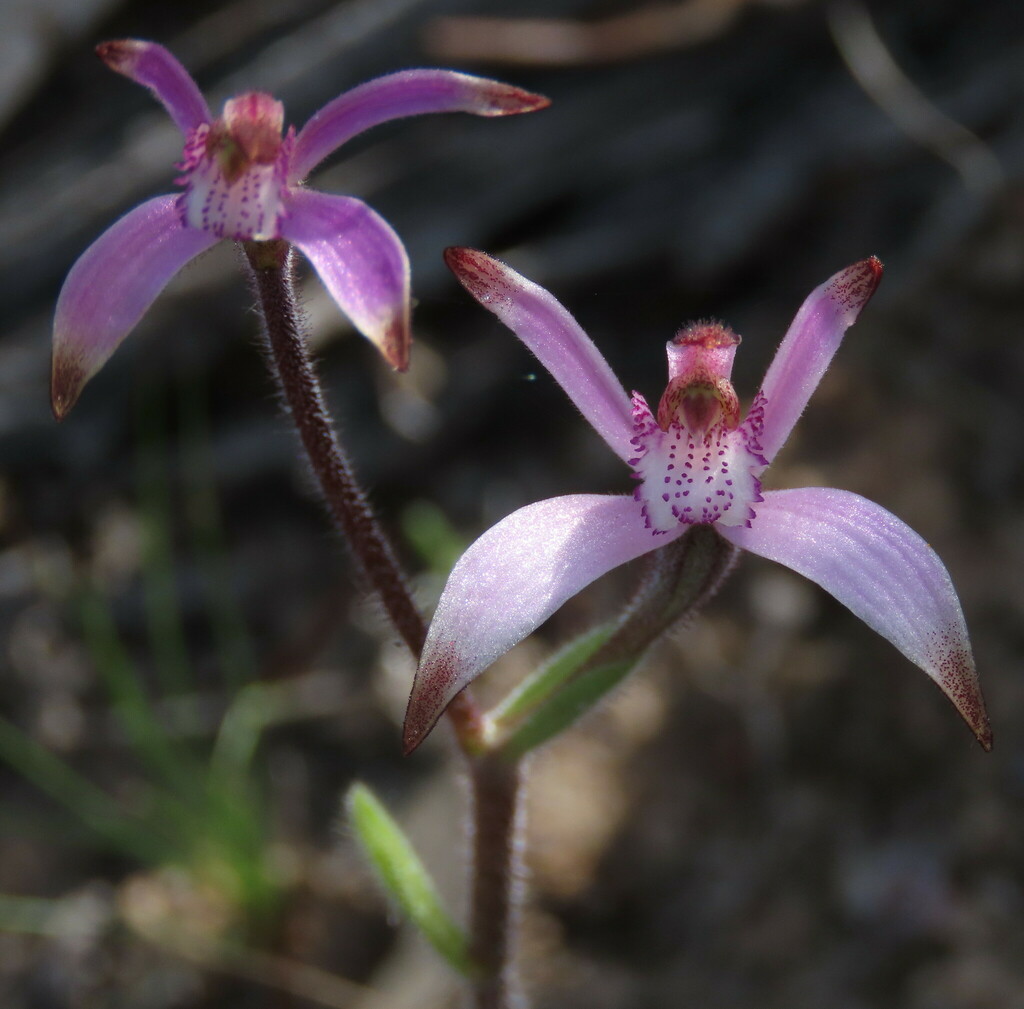 Pink candy orchid from Lake Biddy WA 6355, Australia on August 26, 2023 ...