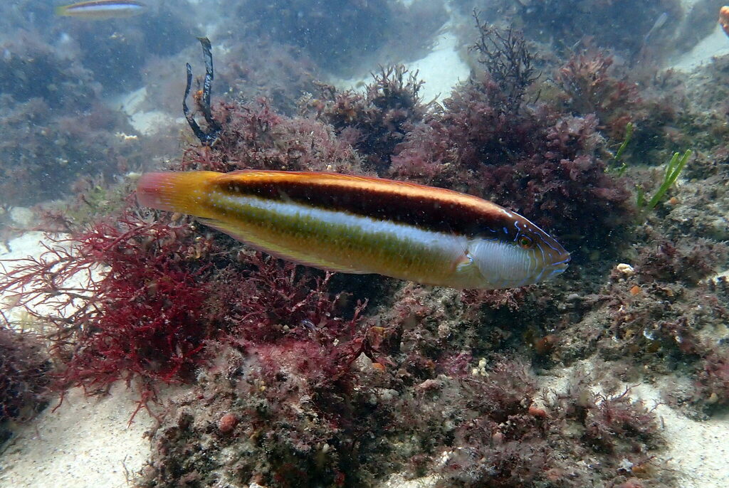 Southern Maori Wrasse from Port Stephens NSW 2319, Australia on ...