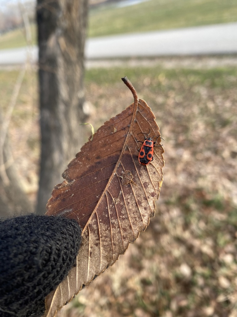 European Firebug from Valley Regional Park, Taylorsville, UT, US on ...