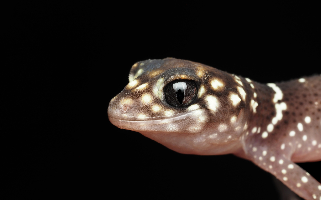 Thick-tailed Barking Gecko from Heathcote NSW 2233, Australia on ...