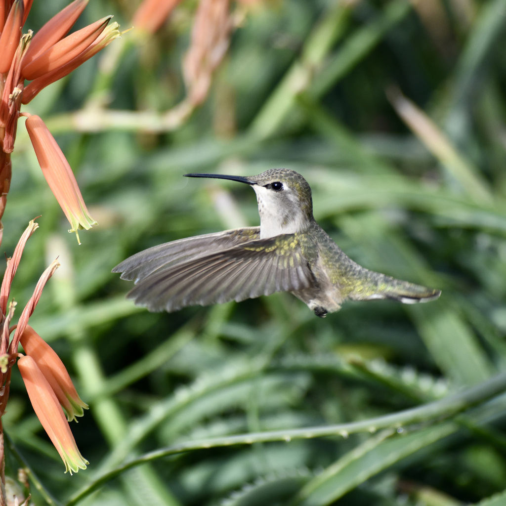 Anna's and Costa's Hummingbirds from Palm Desert, CA, USA on November ...