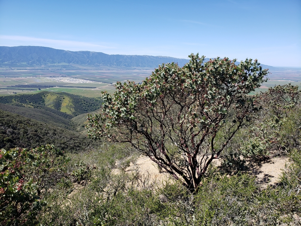 Gabilan Mountains manzanita (Arctostaphylos gabilanensis) - Botanical Realm