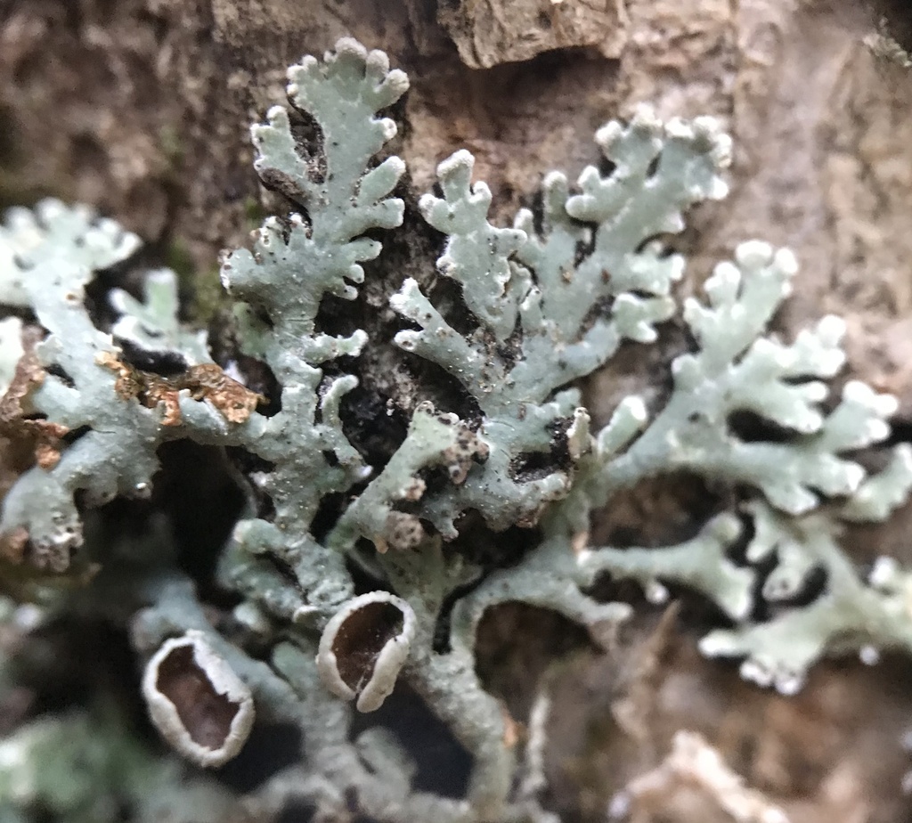 Black-foam Lichen from Kejimkujik National Park and National Historic Site, Annapolis, NS, CA on ...
