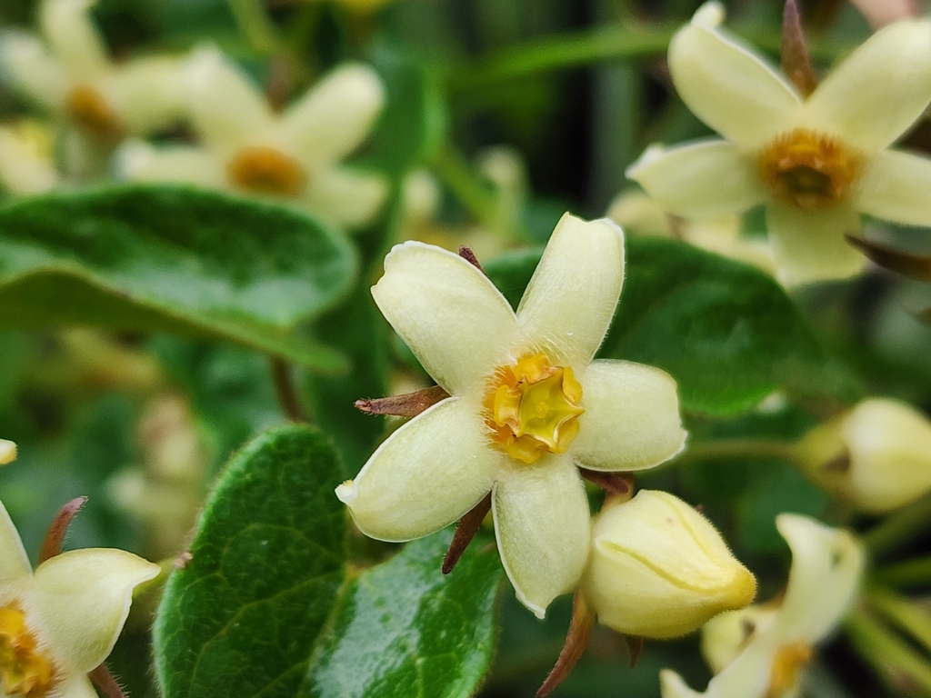 Gonolobus edulis from V2WF+8HJ, Provincia de Cartago, San Rafael, Costa ...