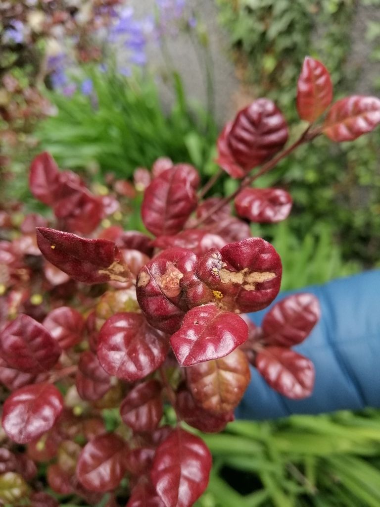 Myrtle Rust from Riccarton, Christchurch, New Zealand on December 1 ...