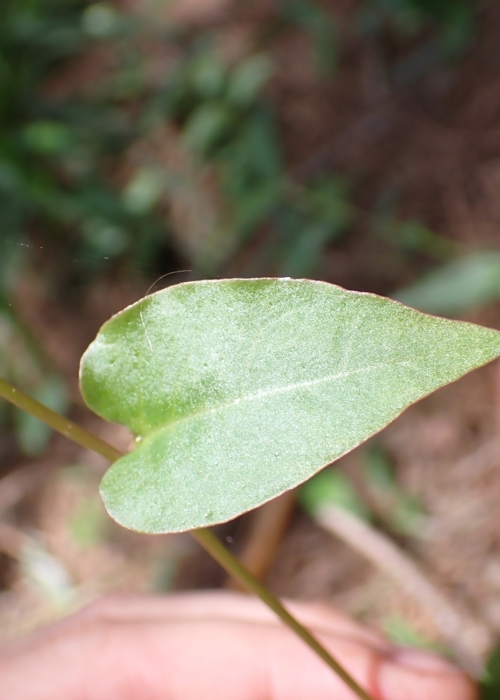 Mignonette vine from Valla NSW 2448, Australia on November 26, 2023 at 12:27 PM by Jo · iNaturalist