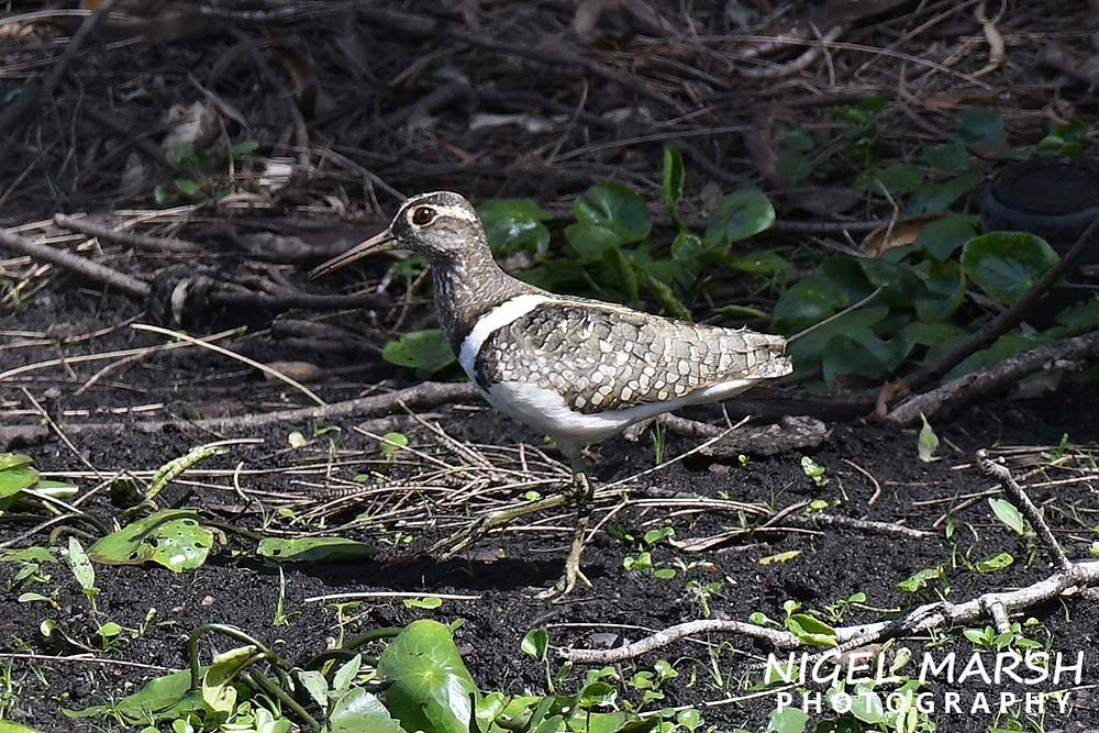 Australian Painted-Snipe from Brisbane QLD, Australia on December 1 ...