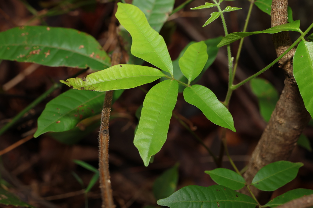 deep yellow wood from Barney View QLD 4287, Australia on November 29 ...