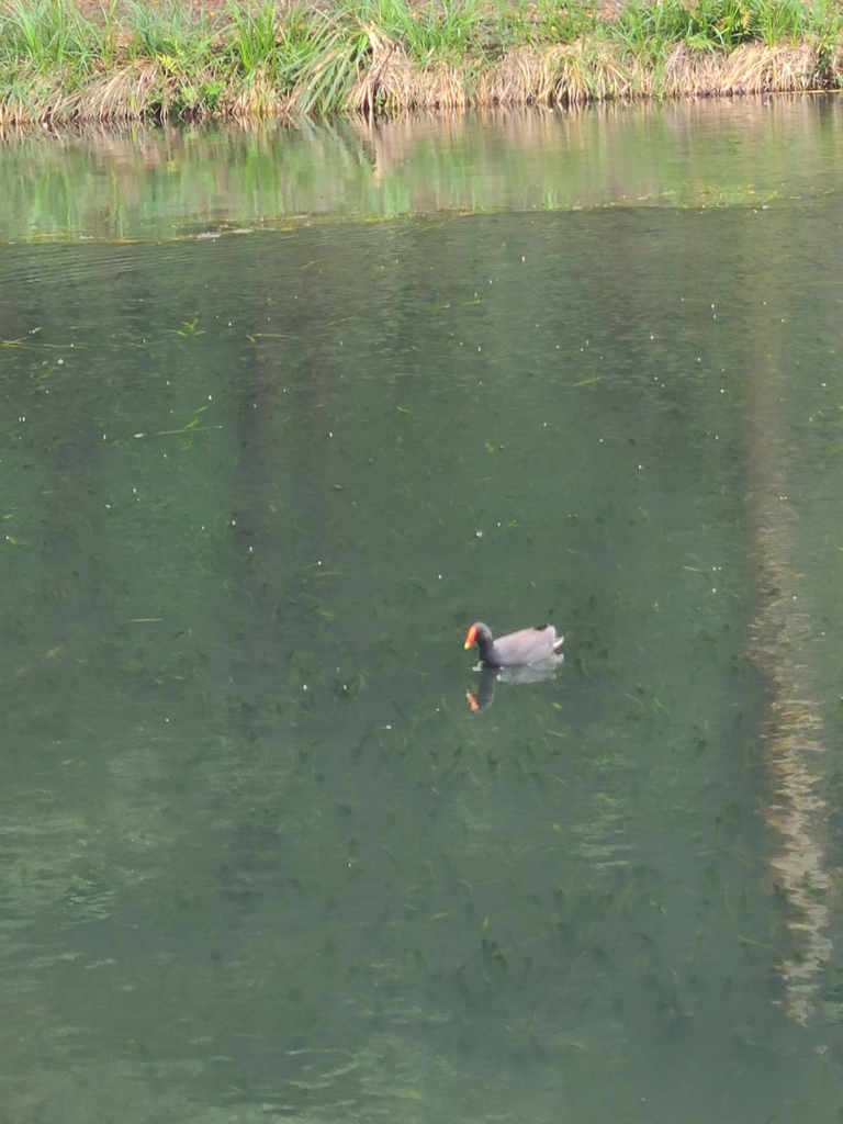 Dusky Moorhen from Emerald VIC 3782, Australia on December 1, 2023 at ...