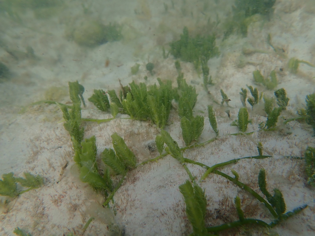 Green Feather Alga from Bodden Town, Cayman Islands on November 29 ...