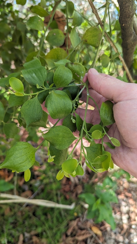 Broad Leaved Native Cherry from Main Beach QLD 4217, Australia on ...