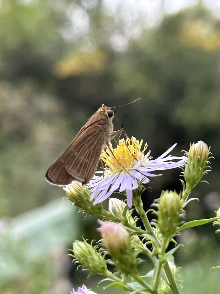 Ocola Skipper from Saint Augustine, FL, US on October 29, 2023 at 01:54 ...