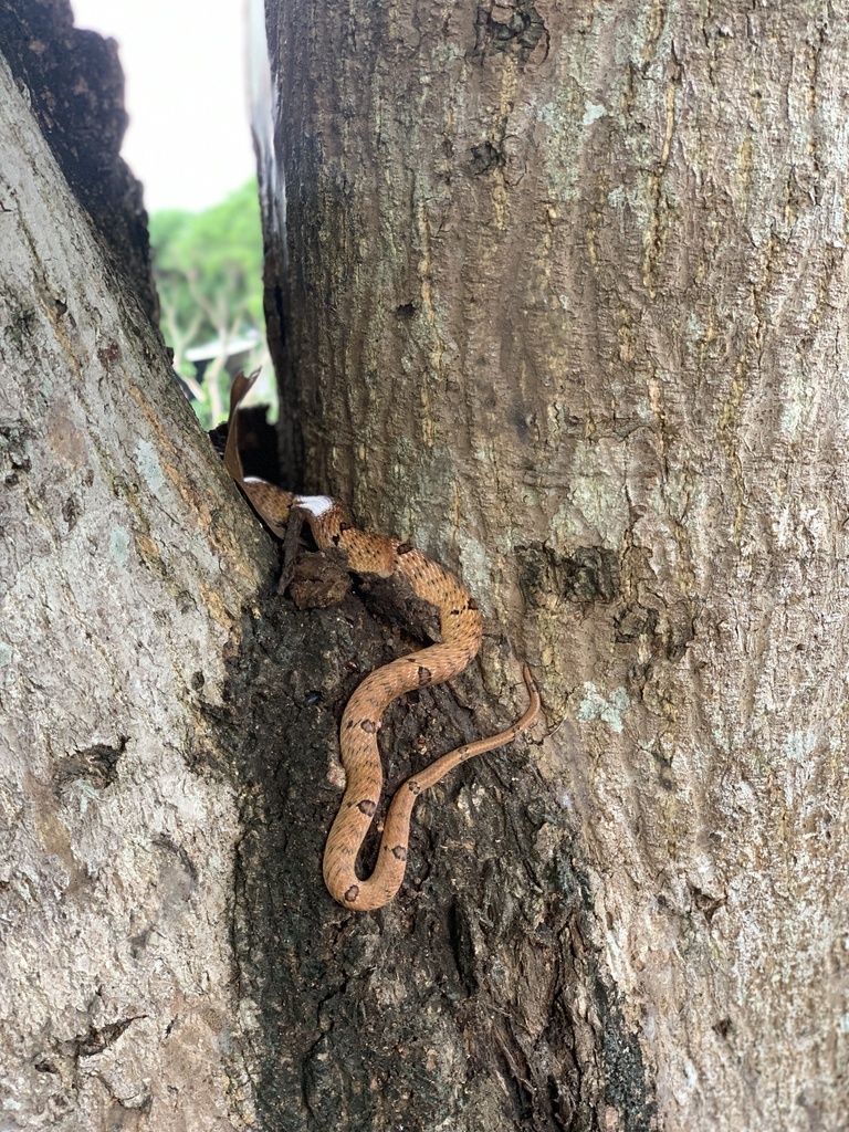 Small-banded Kukri Snake from Kui Buri National Park, Kui Buri ...