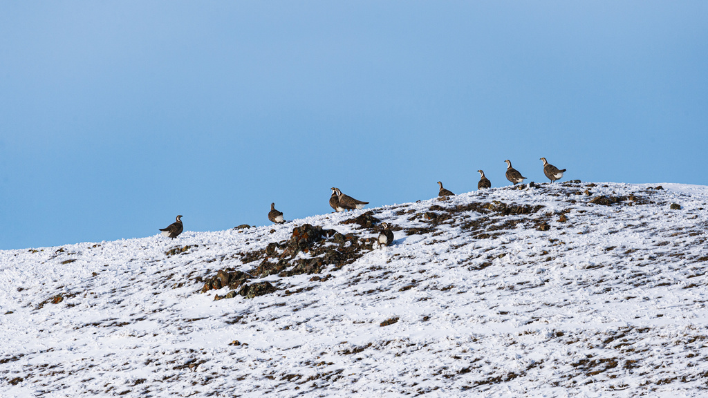 Himalayan Snowcock in November 2023 by lexrandom · iNaturalist