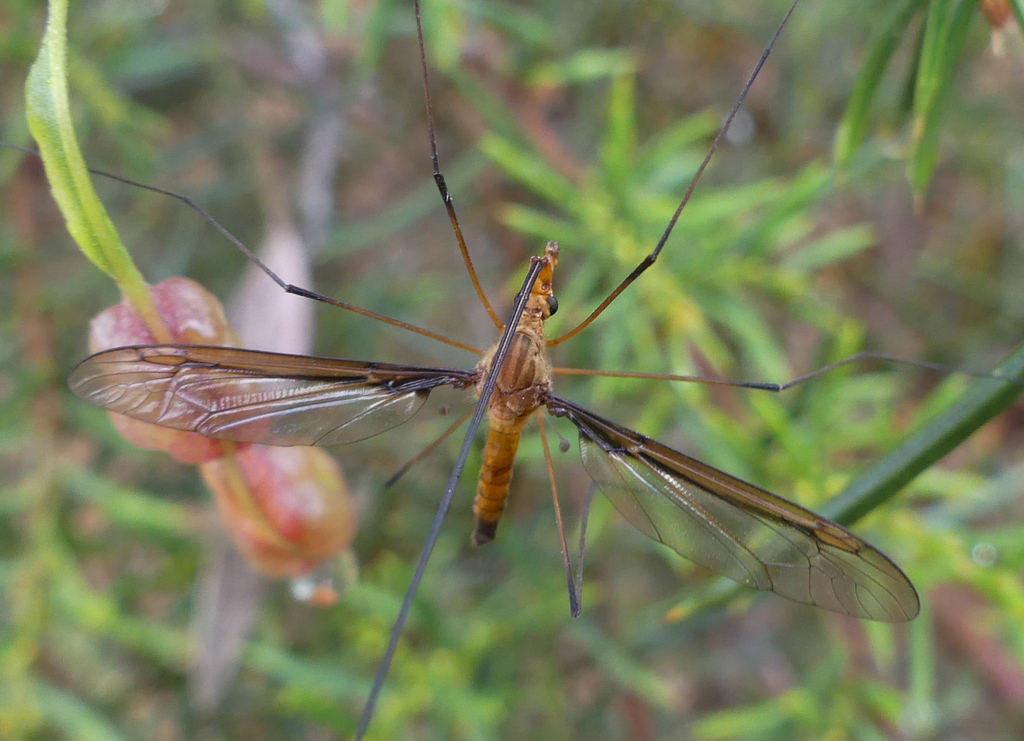 Common Brown Crane Fly in November 2023 by habitatearth · iNaturalist