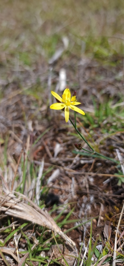 yellow rush-lily from Tarana NSW 2787, Australia on December 1, 2023 at ...